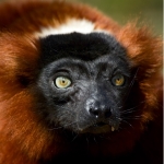 Apprenez le malgache avec la méthode d'apprentissage à long terme (2020)